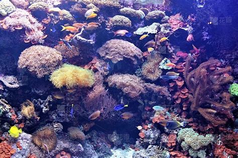 鱼在水族馆