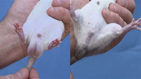 Sexing Rats Youtube