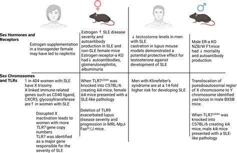 Assessing Lupus‐like Disease In Murine Model Systems Lee 40 Off
