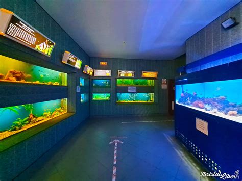 Acvariu Constanta Afla De Ce Merita Sa Il Vizitezi Turistulliber Ro