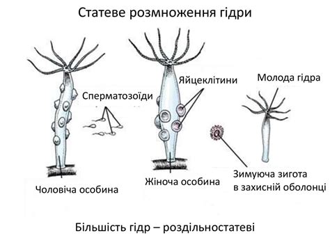 Прісноводна гідра Online Presentation