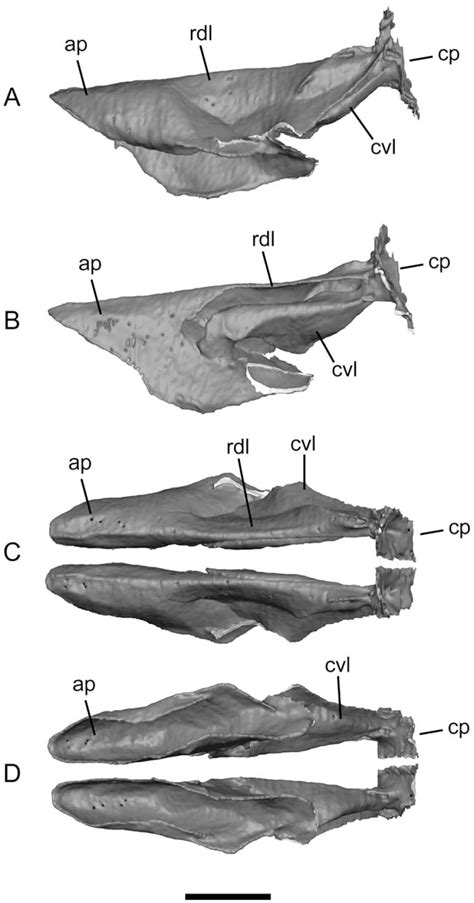 The Internal Nasal Skeleton Of The Bat Pteropus Lylei K Andersen 1908 Chiroptera Pteropodidae