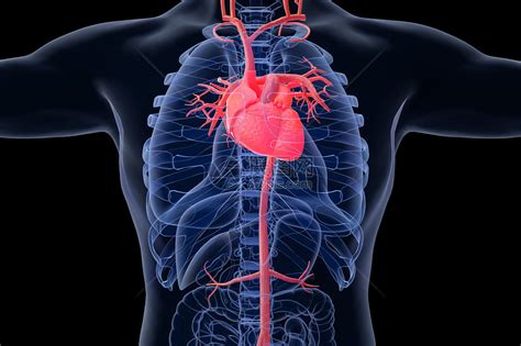 心脏器官模型图片素材 正版创意图片401808156 摄图网