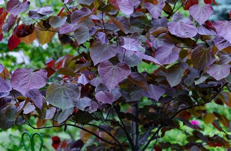 Garden Gems® Amethyst Redbud Tree For Sale
