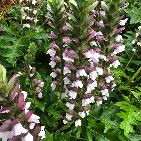 Plant Faqs Acanthus Spinosus Spiny Bears Breeches