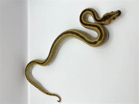 Female Patternless Burmese Python By Burmdonor Pythons