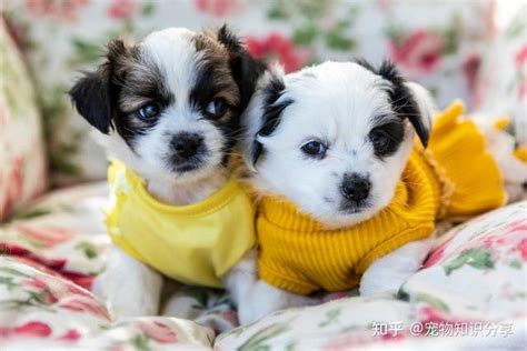建议穷人养的10种狗适合家养的便宜的小型犬 知乎
