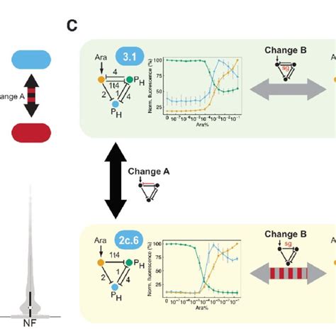 Epistatic Interactions A Schematic Illustration Of Epistasis Two