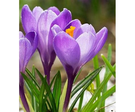 Dawn Hardy Shafer Obituary 2025 Dover Oh Toland Herzig Funeral Homes And Crematory Inc