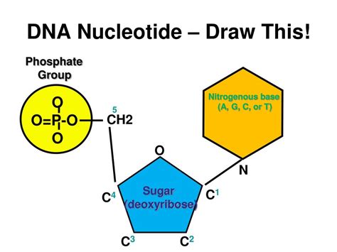 Ppt Dna History Structure And Replication Powerpoint Presentation