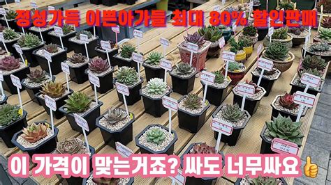 들꽃님 정성가득 이쁜아가들 최대 80 할인판매 황당한 가격의 이쁜 다육이들 서두르세요 묵둥이 창다육 국민이 귀둥이