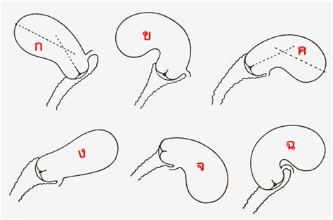 History Taking And Physical Examination Department Of Obstetrics And Gynecology Faculty Of