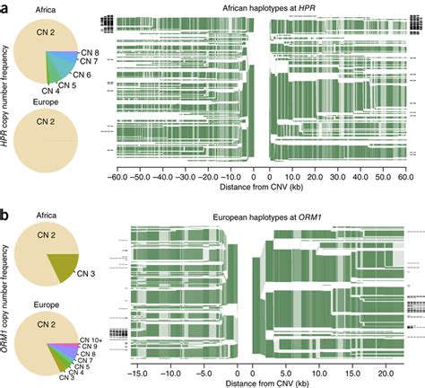 Haplotypes With Runaway Copy Number A Copy Number Distribution And Download Scientific
