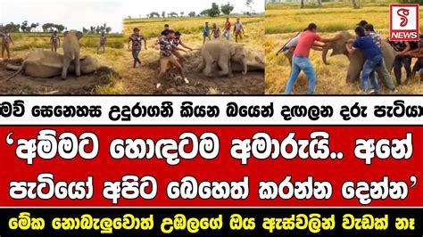 මව් සෙනෙහස උදුරා ගනී කියන බයෙන් දඟලන දරු පැටියා Youtube
