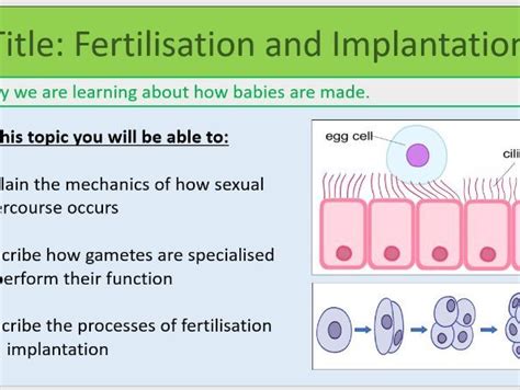 Year 7 Ks3 Fertilisation Teaching Resources The Menstrual Cycle What