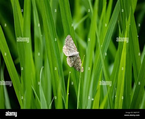 A Small Engrailed Moth Rests On A Blade Of Green Rice In A Japanese Rice Field In Kanagawa