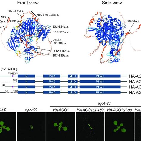 Arabidopsis Ago1 Harbors An Unstructured N Terminal Extension A Download Scientific Diagram