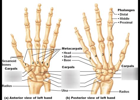 Bones Of The Right Hand Anterior View