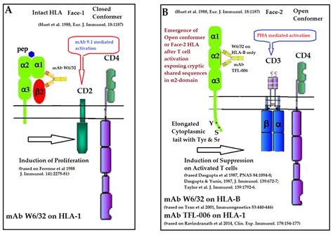 Antibodies Free Full Text Role Of Hla I Structural Variants And The