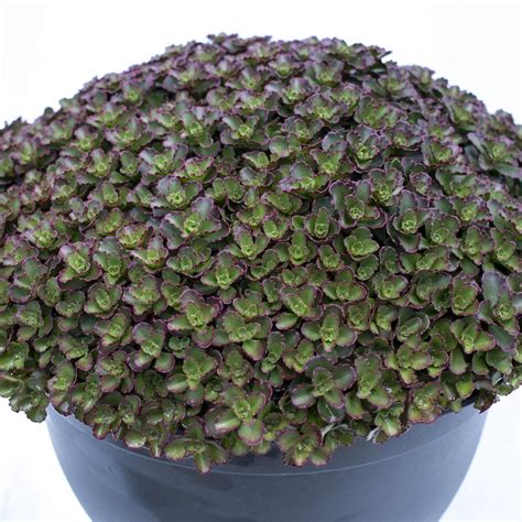 140mm Sedum Chocolate Blob™ Sedum Spurium Bunnings Australia