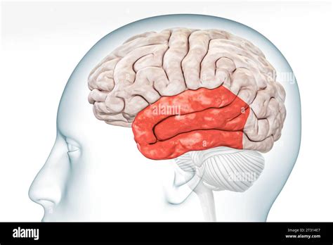 Cerebral Cortex Temporal Lobe In Red Color Profile View With Body