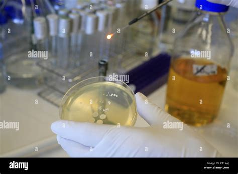 Microbiological Loop Hi Res Stock Photography And Images Alamy