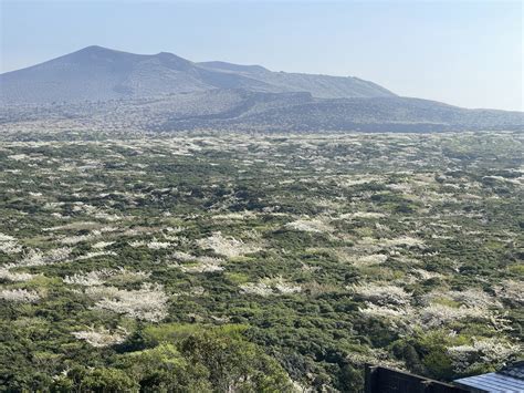 オオシマザクラの絶景 伊豆大島自生の桜 東京都大島町 カエルとき