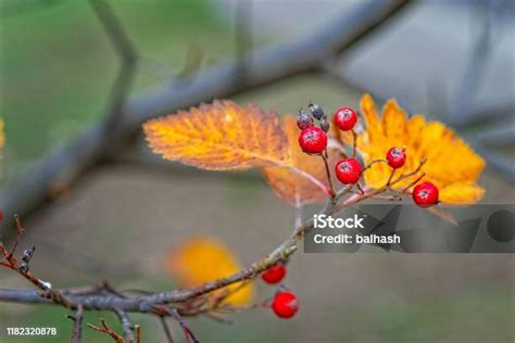 산사 나무 크라테구스 늦은 가을에 관목 붉은 열매 노란 잎 갈색 나뭇 가지와 가지 가을 시즌의 색상 추수 감사절 테마 장식 또는 배경입니다 0명에 대한 스톡 사진 및 기타