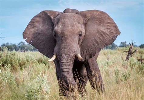 Mysterious Elephant Threat Actor Into Limelight Praveen Kumar Karthikeyan