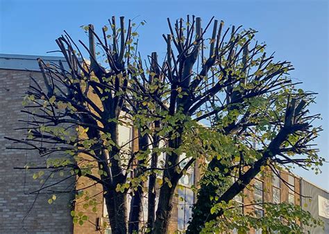 Pollarding Service Big Heart Tree Care