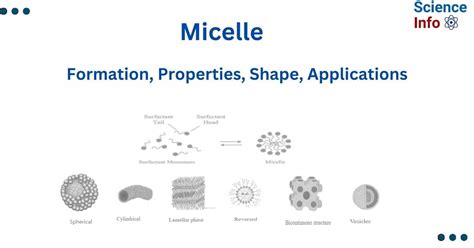 Micelle Formation Properties Shape Applications