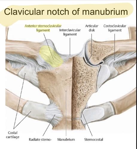 Ligaments Of Ue Units 6 9 Flashcards Quizlet