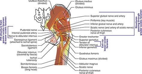 Lesser Sciatic Foramen Contents
