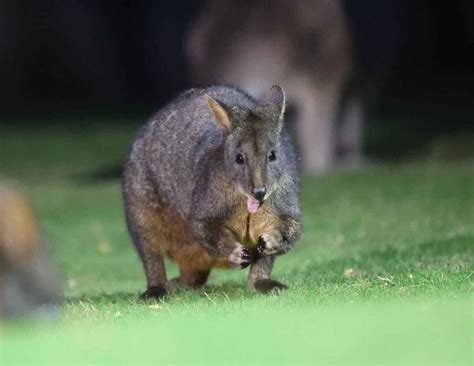 Australian Wildlife Tours In Tasmania Pepper Bush Adventures