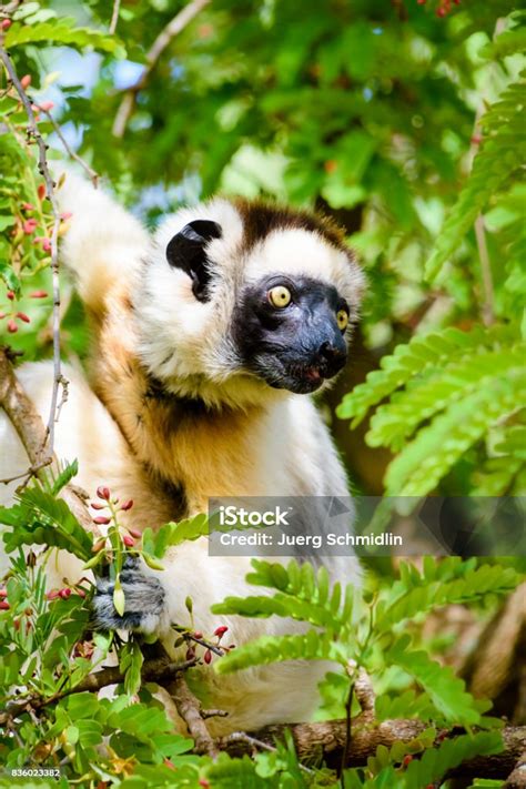 멸종 위기 시 파 카 여우 원숭이 녹색의 많은 나무에 빨간 꽃과 열매를 먹고 나뭇잎 Berenty 준비 제도 이사회 마다가스카르