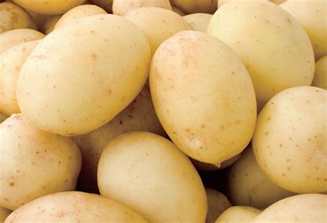 감자의 효능과 다양한 영양 그리고 보관방법