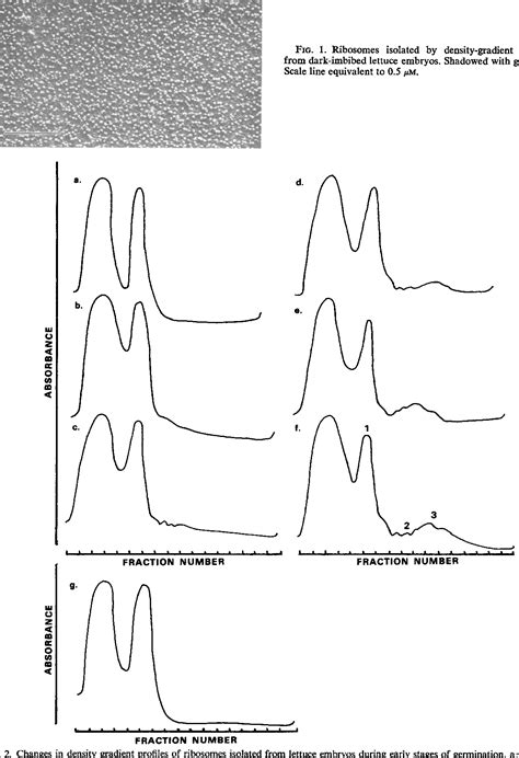 Figure 1 From Polysome Formation In Light Controlled Dormancy