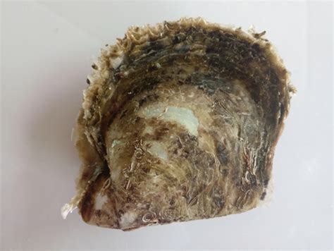 南海所培育的合浦珠母贝新品种南珍1号通过国家审定
