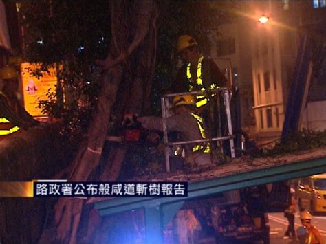 路政署公布般咸道斬樹報告 Now 新聞