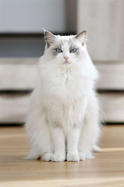 White Ragdoll Cat 1554816062 Ragdoll Cat Cat Aesthetic Beautiful Cats