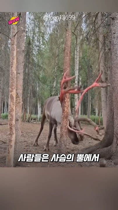 붉게 물든 사슴 뿔의 비밀 Youtube