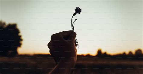 여름 들판에서 일몰에 수레 국화를 들고 있는 여자의 실루엣 햇살 아래 초원에서 자연과 어우러집니다 대기 순간 지구의 날 환경 저장 사진 Unsplash의 개념 이미지