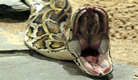 Bass Anglers Hook A Surprised Burmese Python Outdoorhub