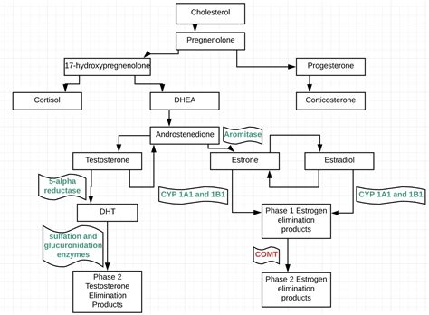 How The Body Eliminates Sex Hormones