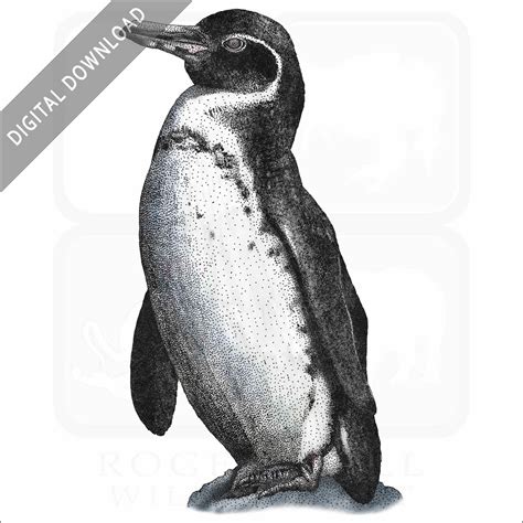 Penguin Drawing