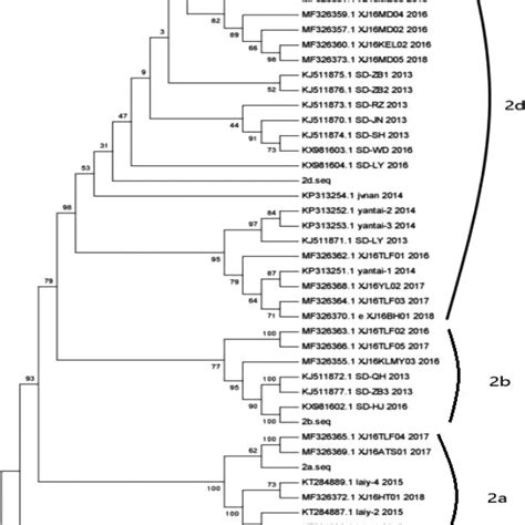 Complete Genome Nucleotide Sequence Phylogenetic Tree Of Pcv2 2a 2b Download Scientific