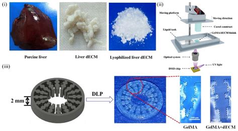 Molecules Free Full Text Three Dimensional Bioprinting Of Decellularized Extracellular