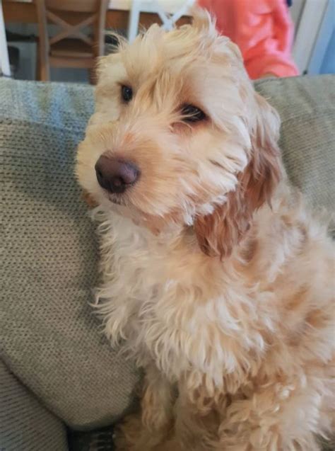 Golden Cockapoo