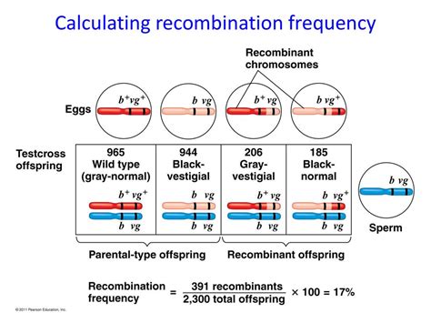 The Chromosomal Basis Of Inheritance Ppt Download