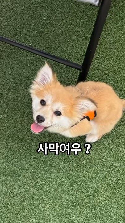 신나게놀고 넉다운 ㅋㅋ 솔이 유기견 사지마세요입양하세요 Youtube